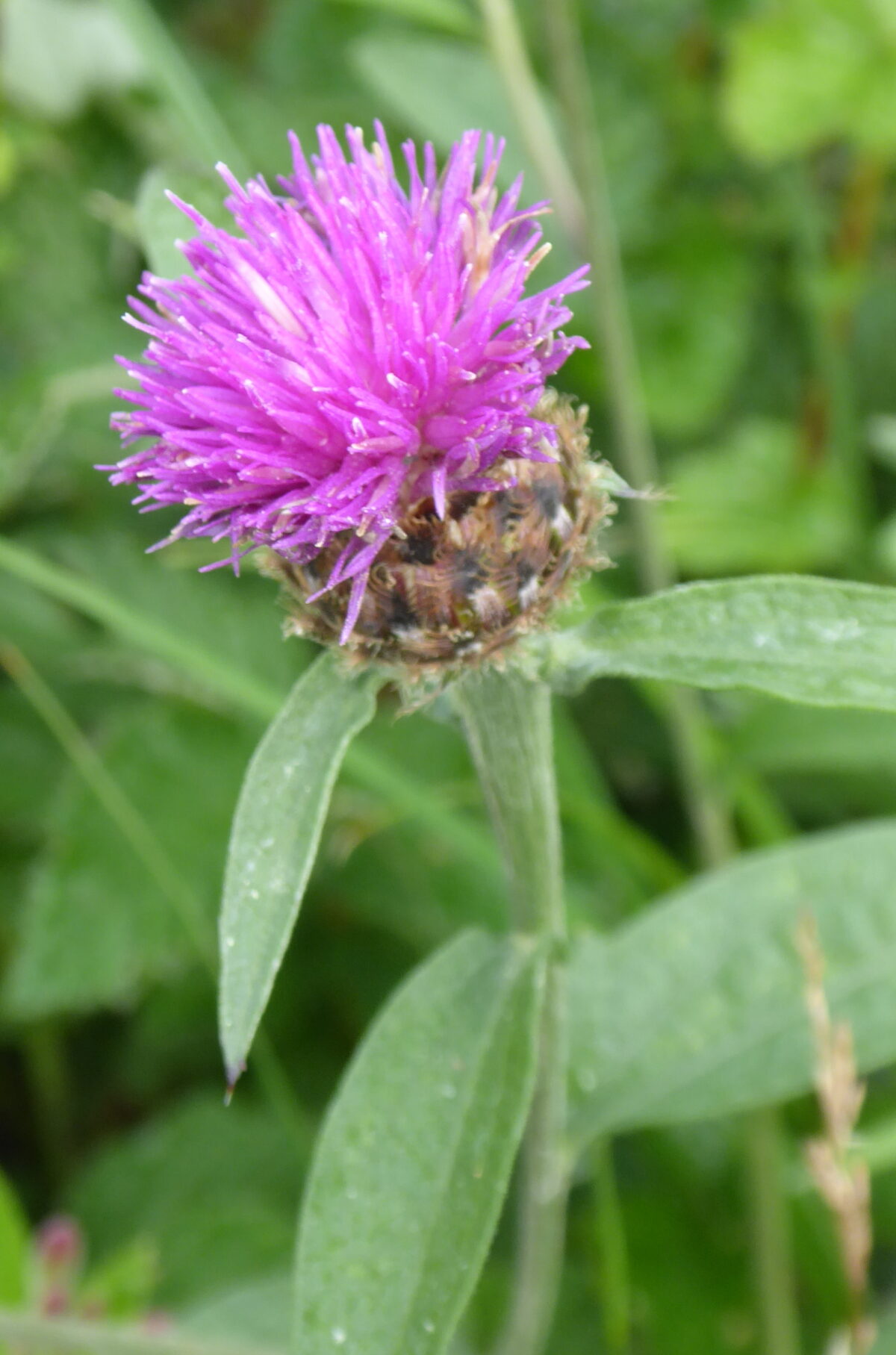 Botany Update July 2021 - Upper Wharfedale Field Society