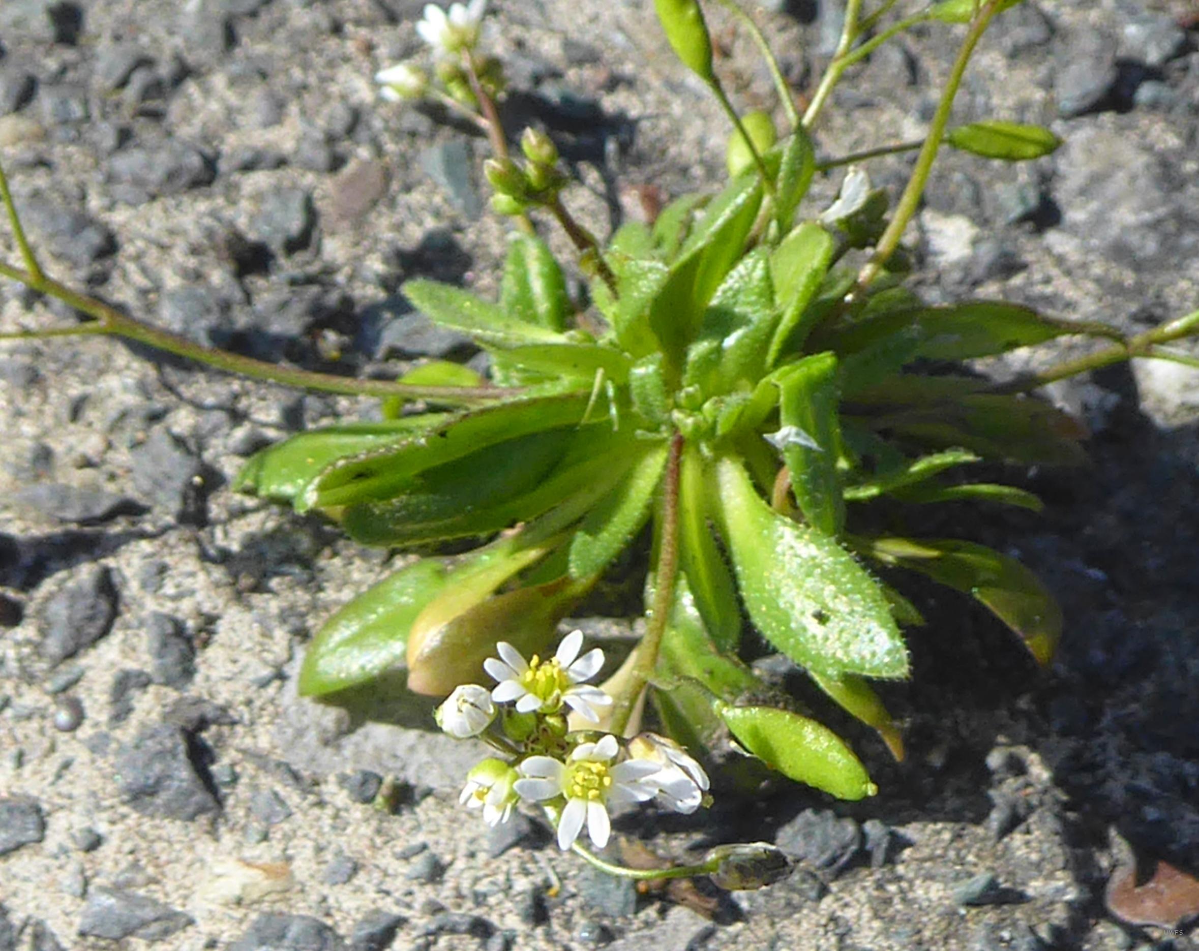 Botany Notes - Upper Wharfedale Field Society