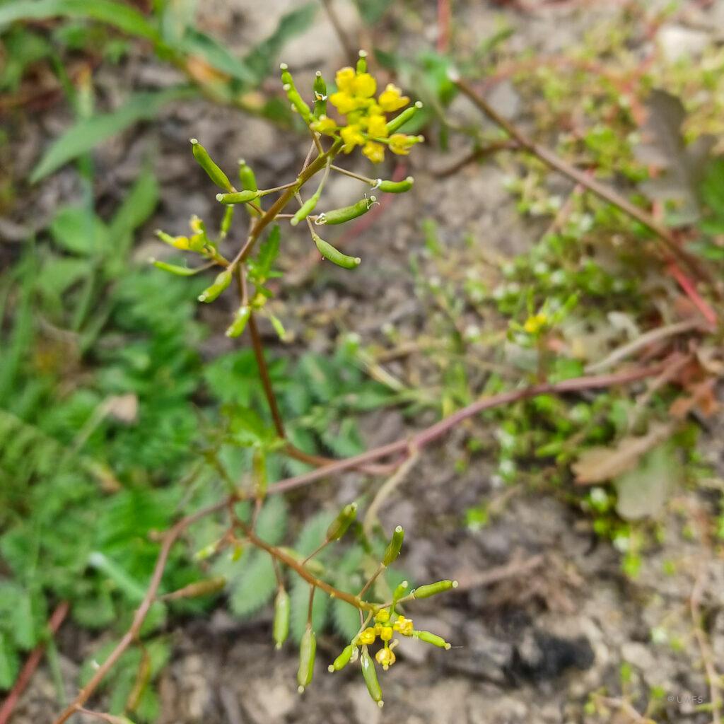 Botany Meeting at Fewston Reservoir 16 Aug 2022 - Upper Wharfedale ...