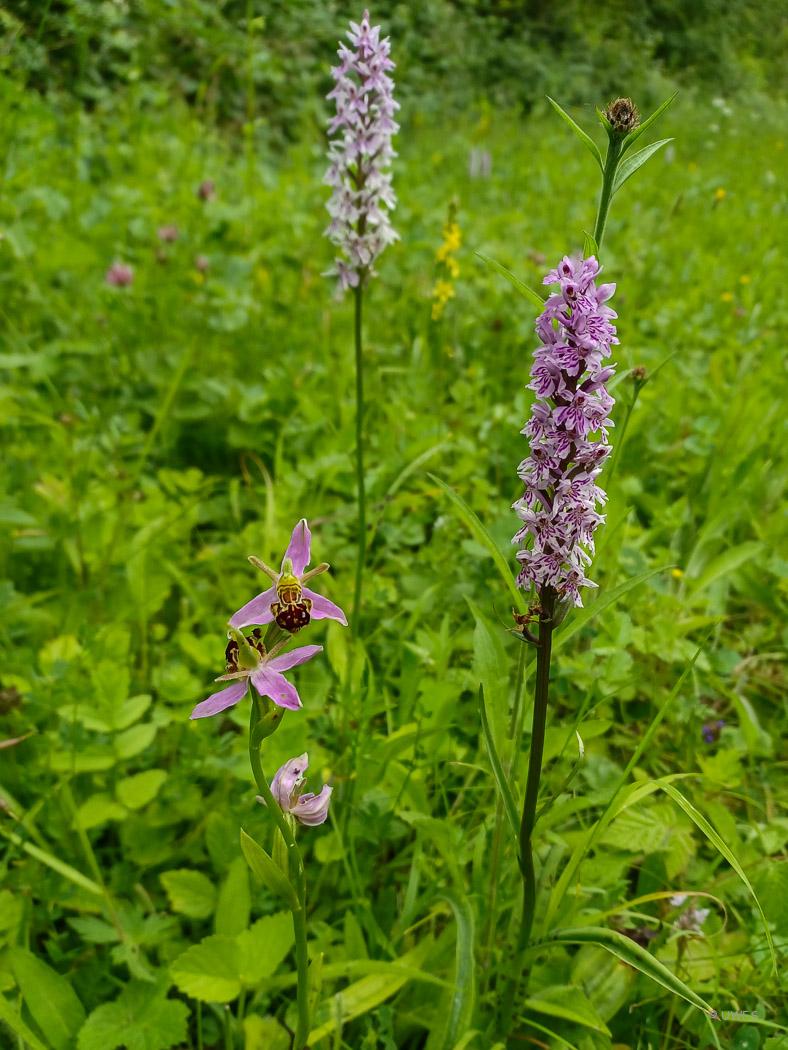 Botany Outing to Burton Leonard Lime Quarry 4 July 2023 - Upper ...